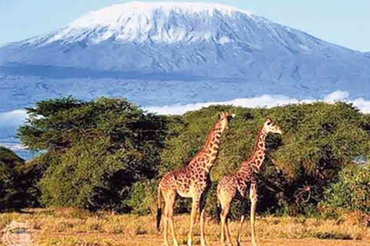 Mt Kili ice loss puzzle deepens | The Citizen