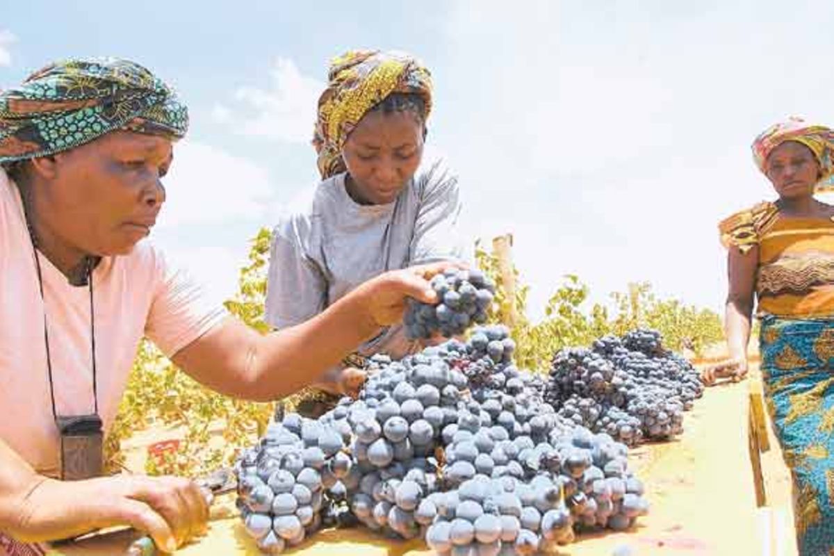 Joy as Dodoma evolves into commercial hub | The Citizen