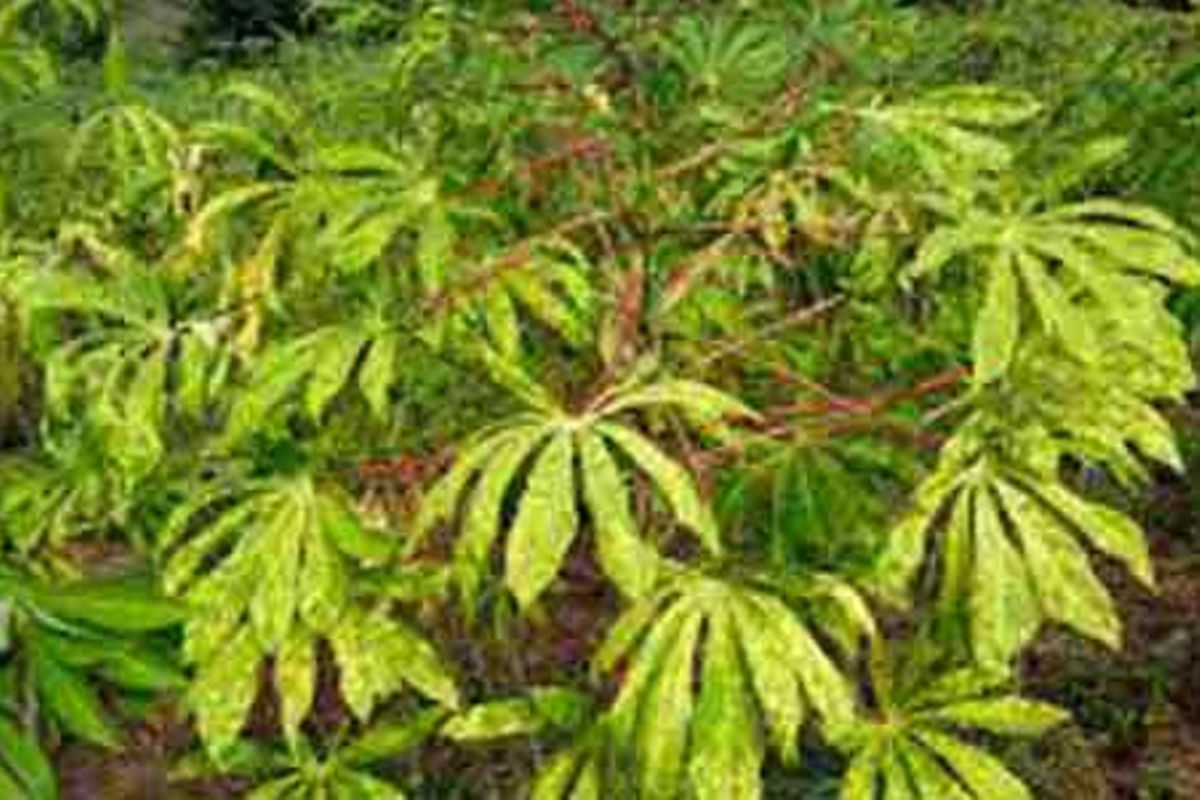 Experts make breakthrough in two deadly cassava diseases | The Citizen