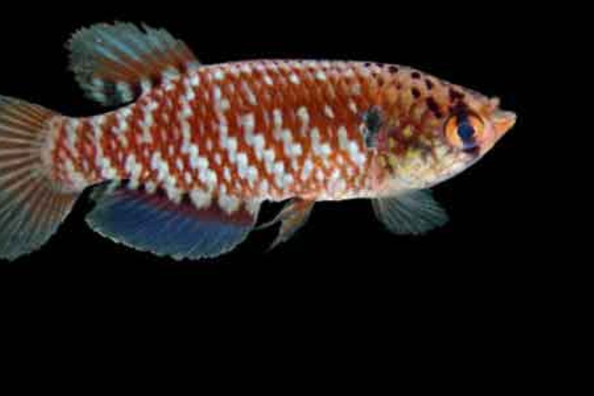 Nearly 400 new species discovered in Amazon | The Citizen