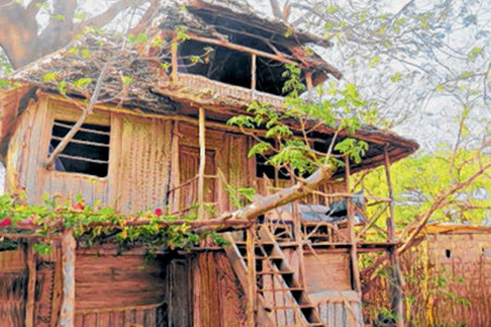 Baobab Tree House