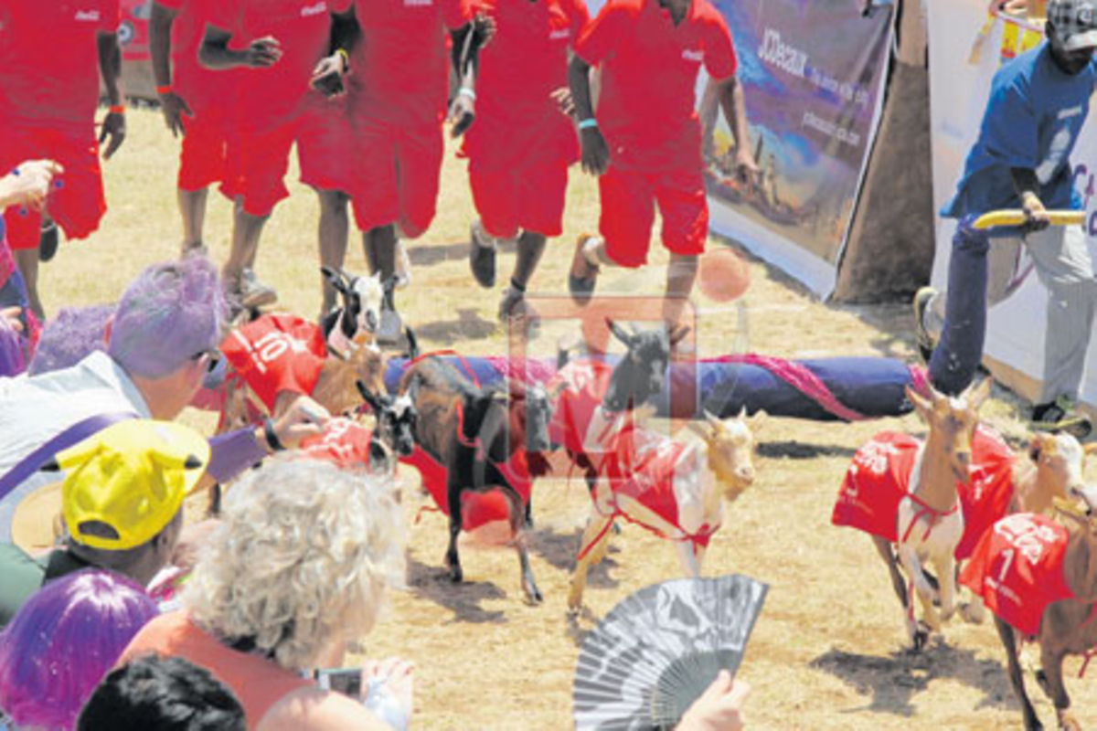 Rare treat as goats battle for top honours | The Citizen