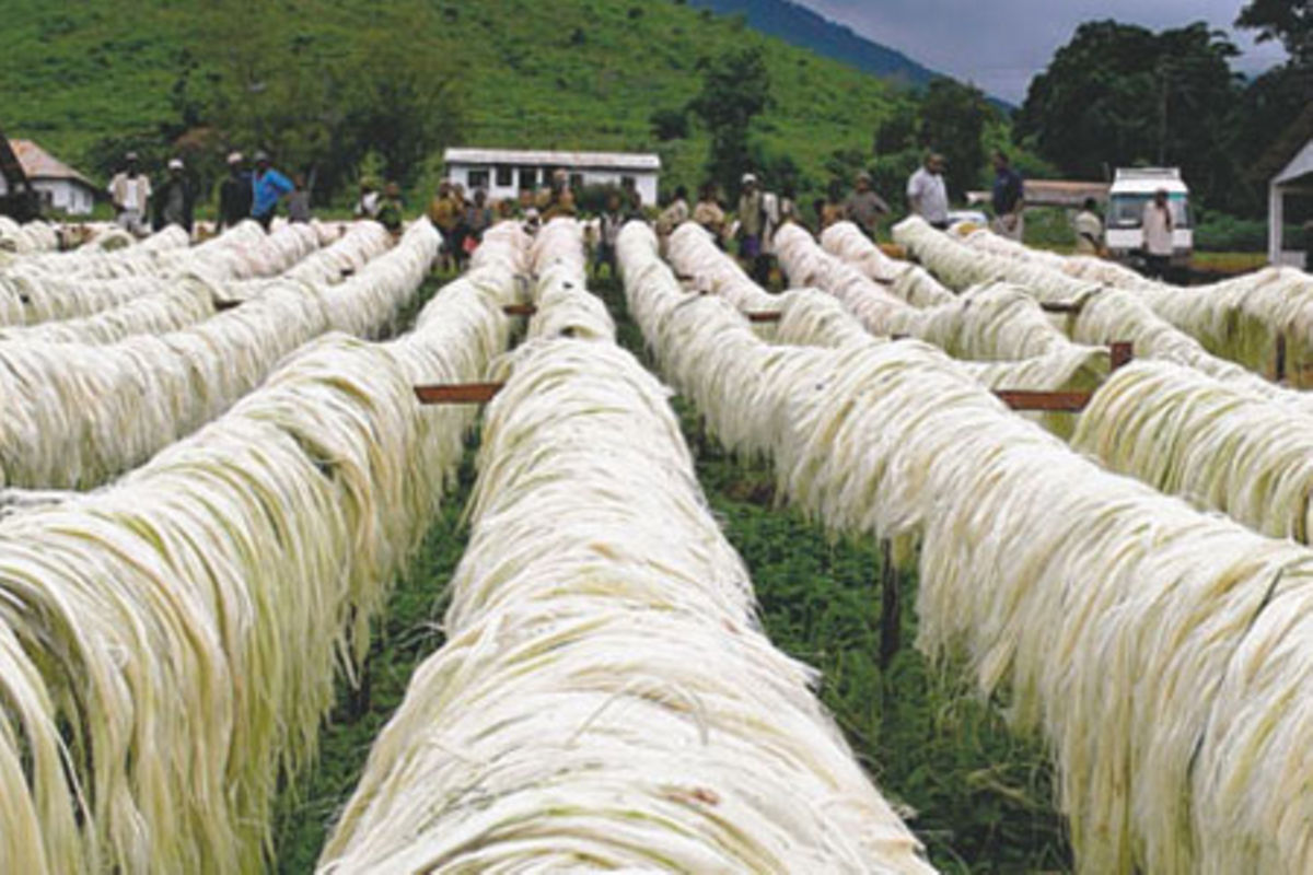 Firm to support schools in sisal production | The Citizen