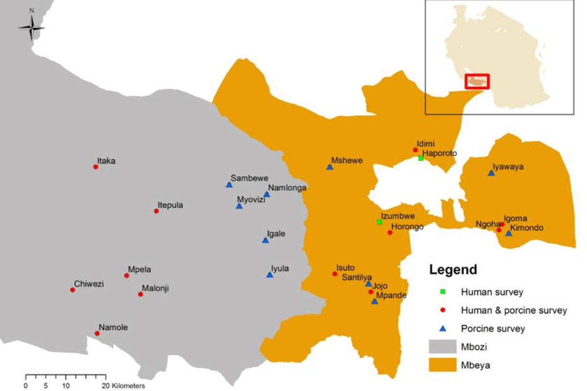 Mbozi district council orders sacking of 17 civil servants | The Citizen