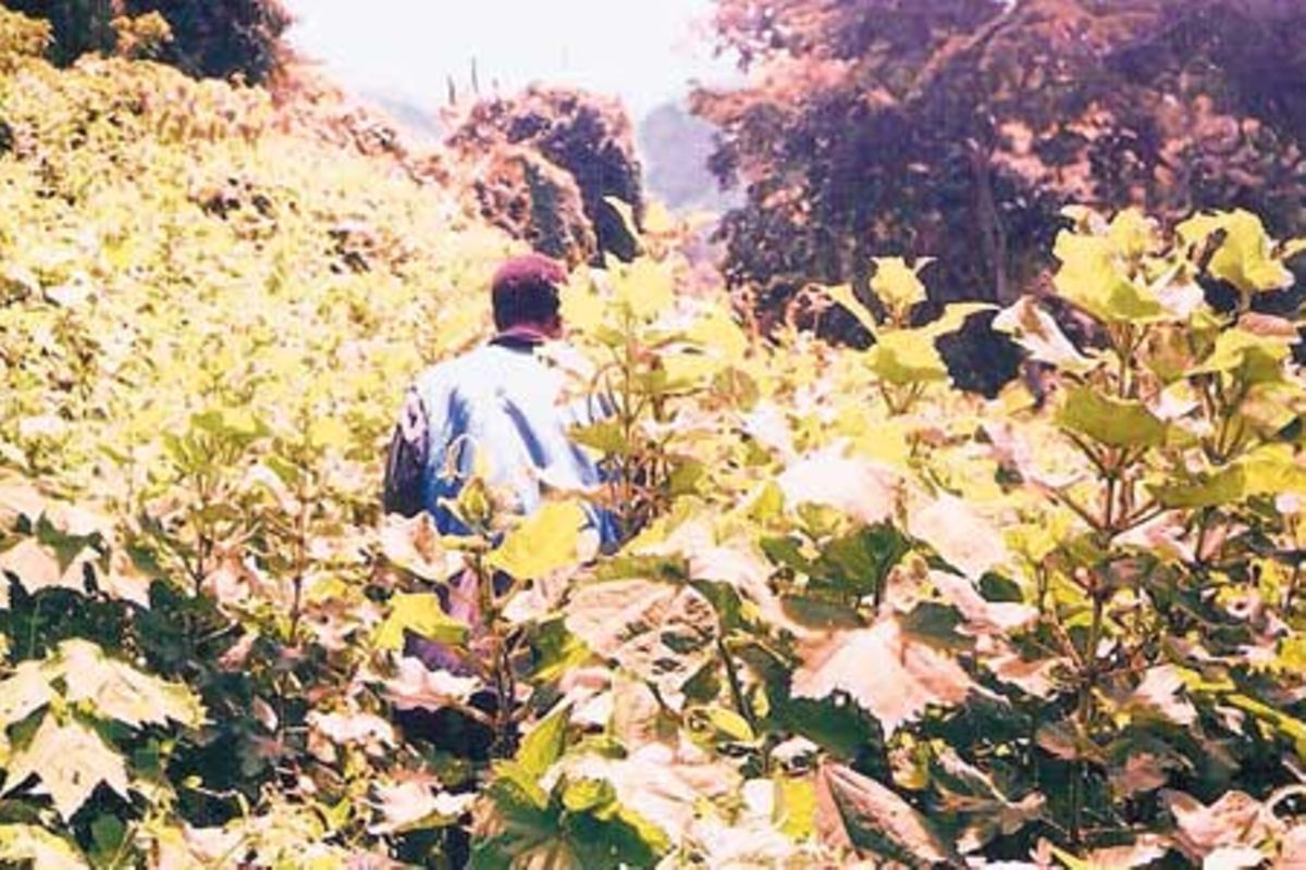 Moshi coffee farmers call for improvement of prices | The Citizen