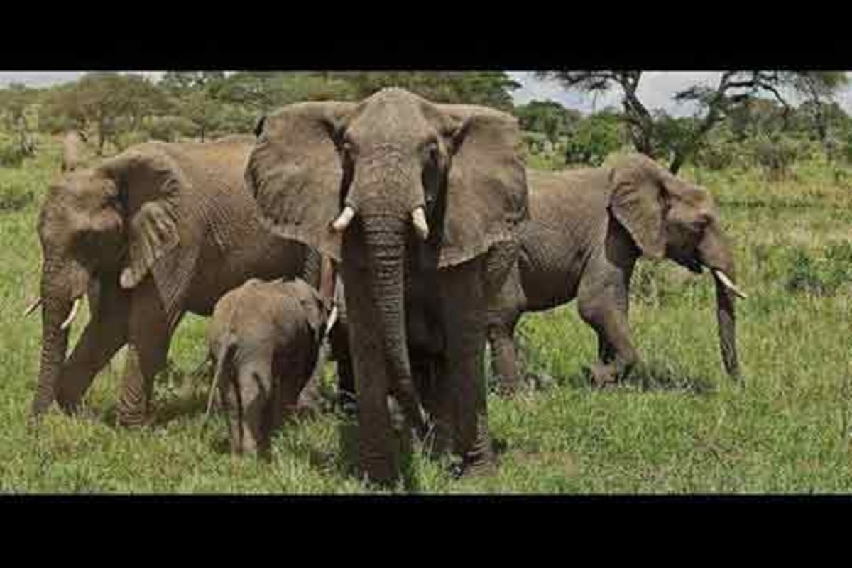 Crops destroyed, lives at risk as wild animals invade villages | The ...