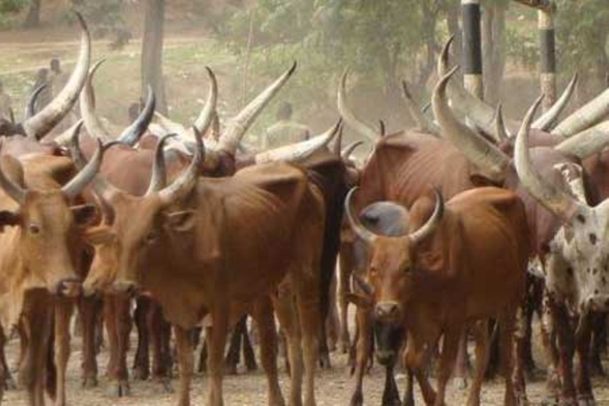 10,000 cattle from Uganda, Rwanda seized | The Citizen