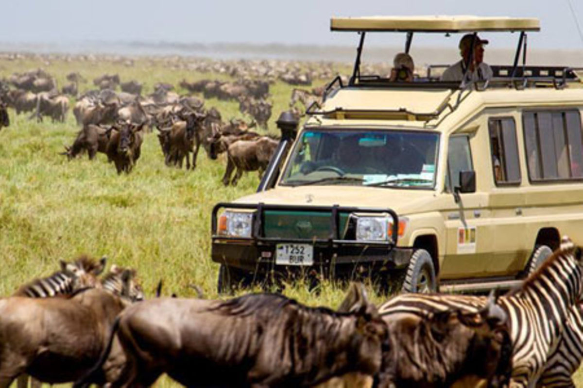 Tanapa revenue soars by 94 percent as tourism rebounds | The Citizen