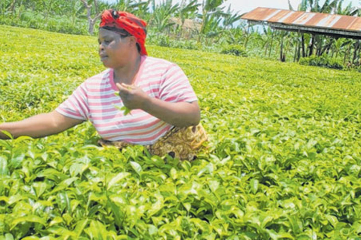 Tanzanian tea blender targets EU | The Citizen