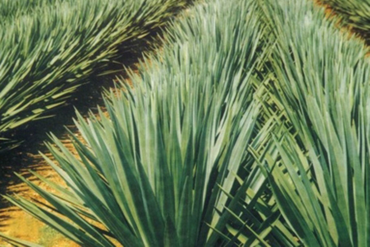 Increased production, prices raise govt revenue from sisal by 154pc ...