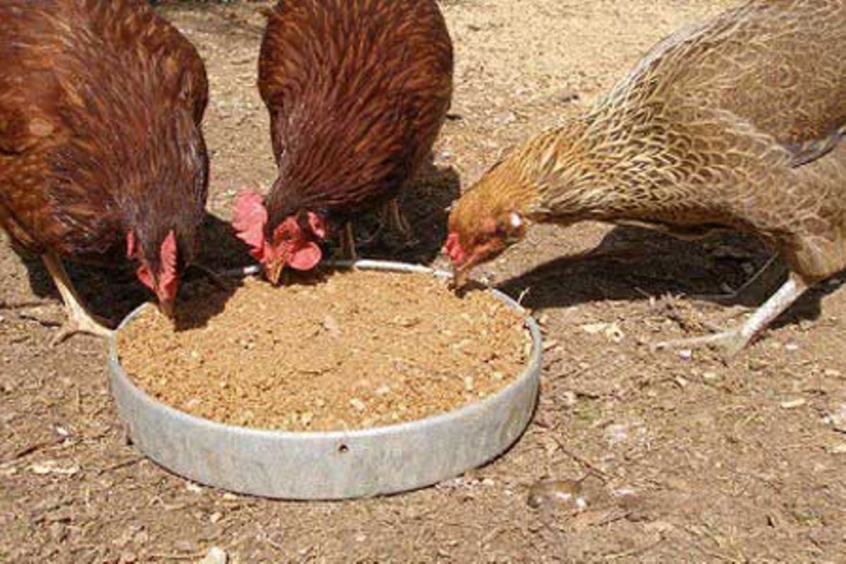 Chicken feed costs inordinately high | The Citizen