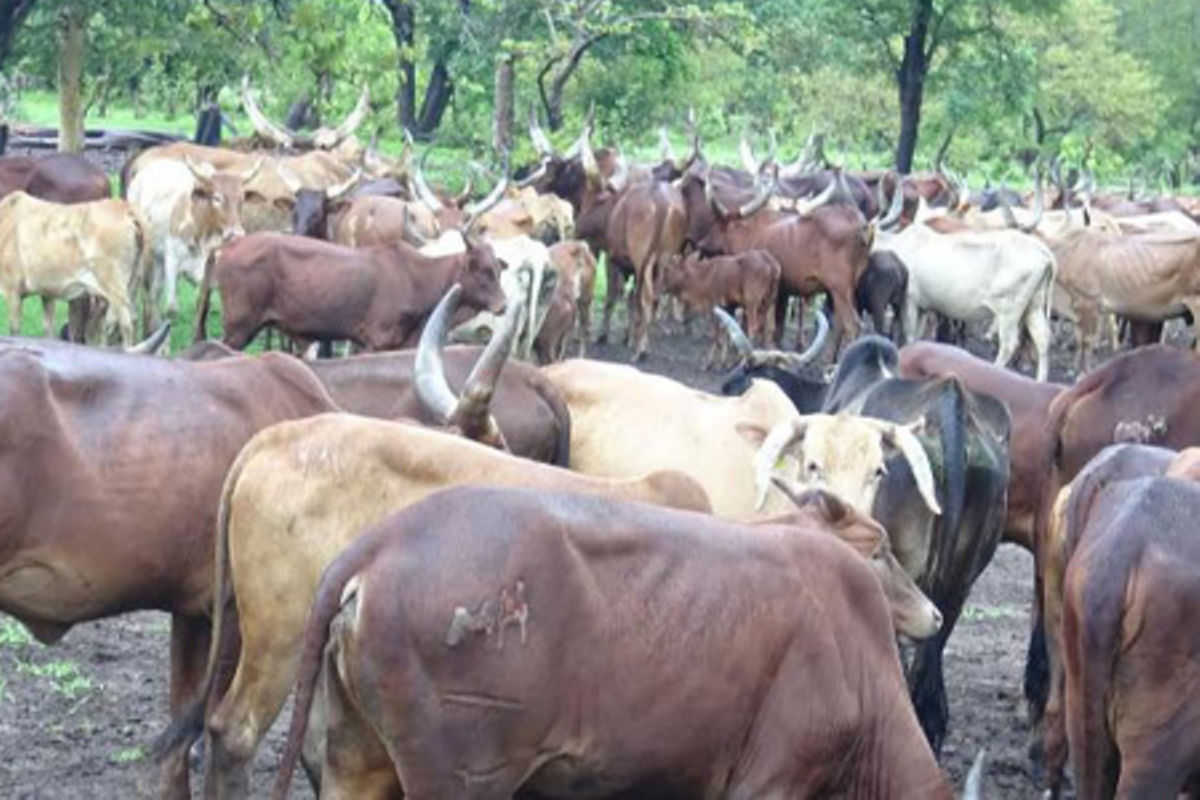 Sikonge to brand 350,000 heads of cattle | The Citizen
