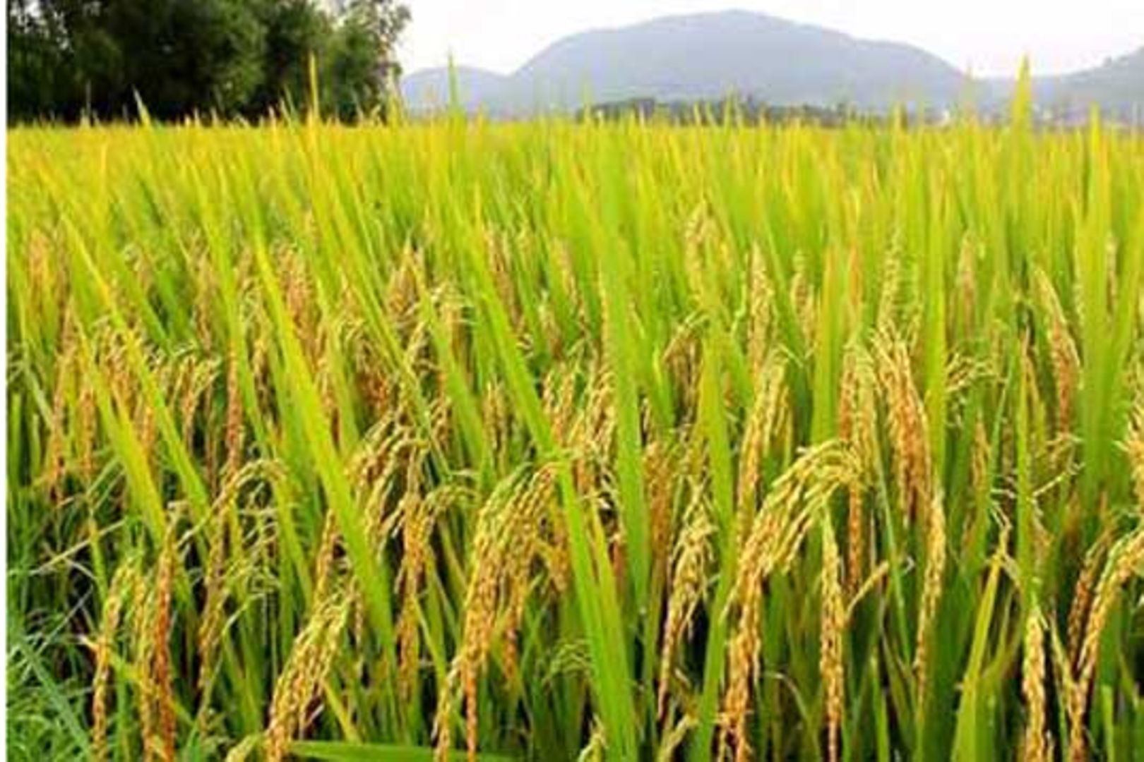 Rice Farming Tanzania Rice] Farming With Data | Tanzania