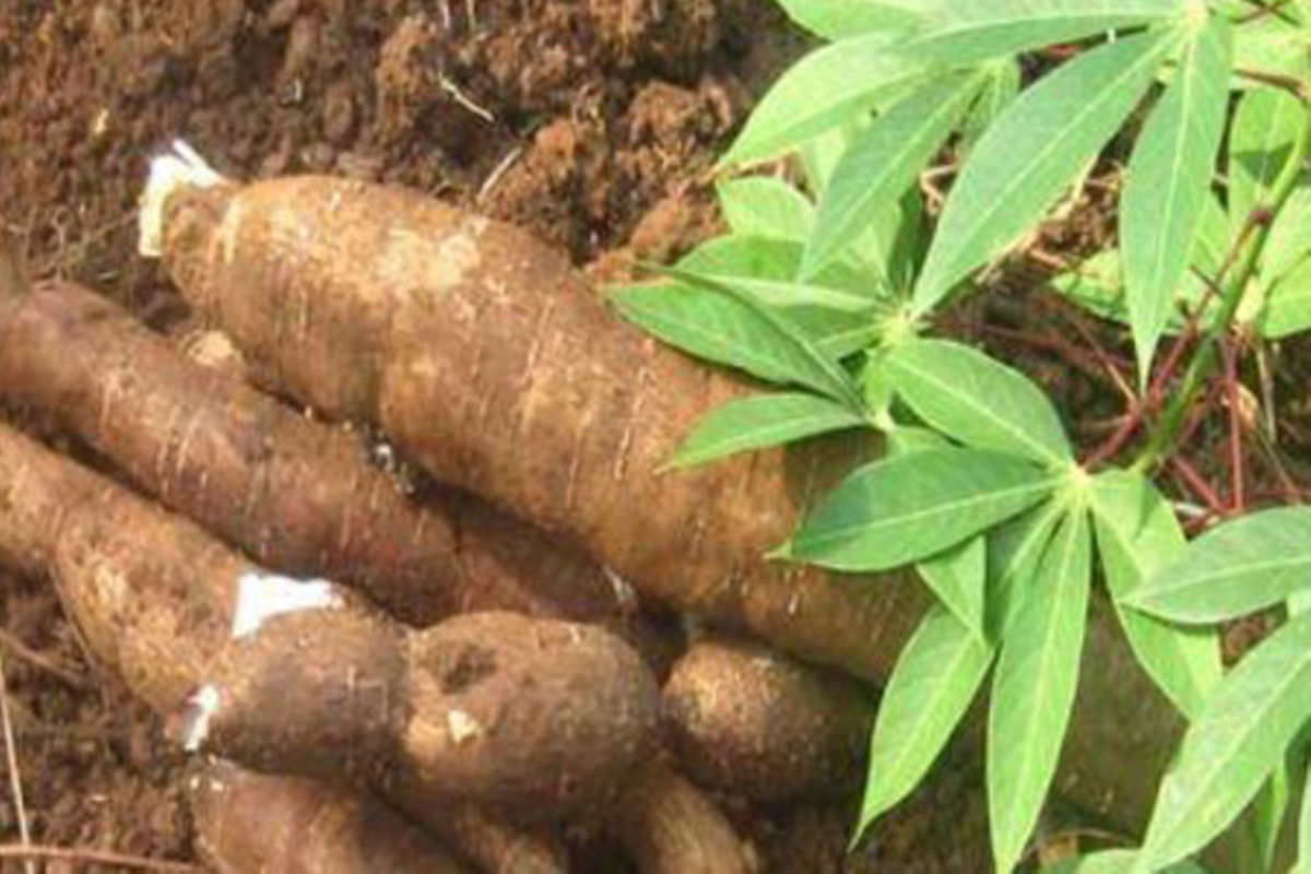Tap cassava potential to drive industrialisation | The Citizen