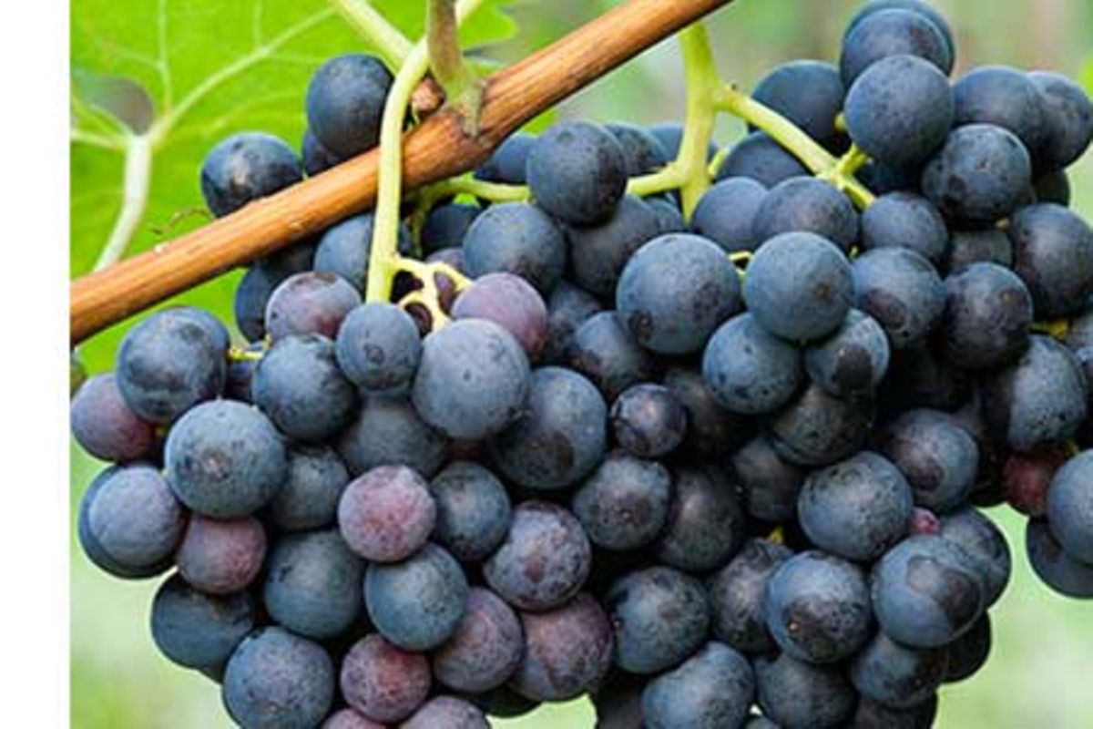 New processing plant to transform grape farming | The Citizen