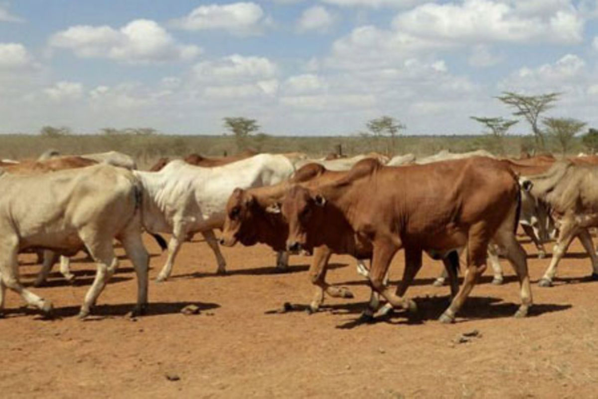 Kenyan herders paid Sh1 billion after losing cows in Tanzania | The Citizen