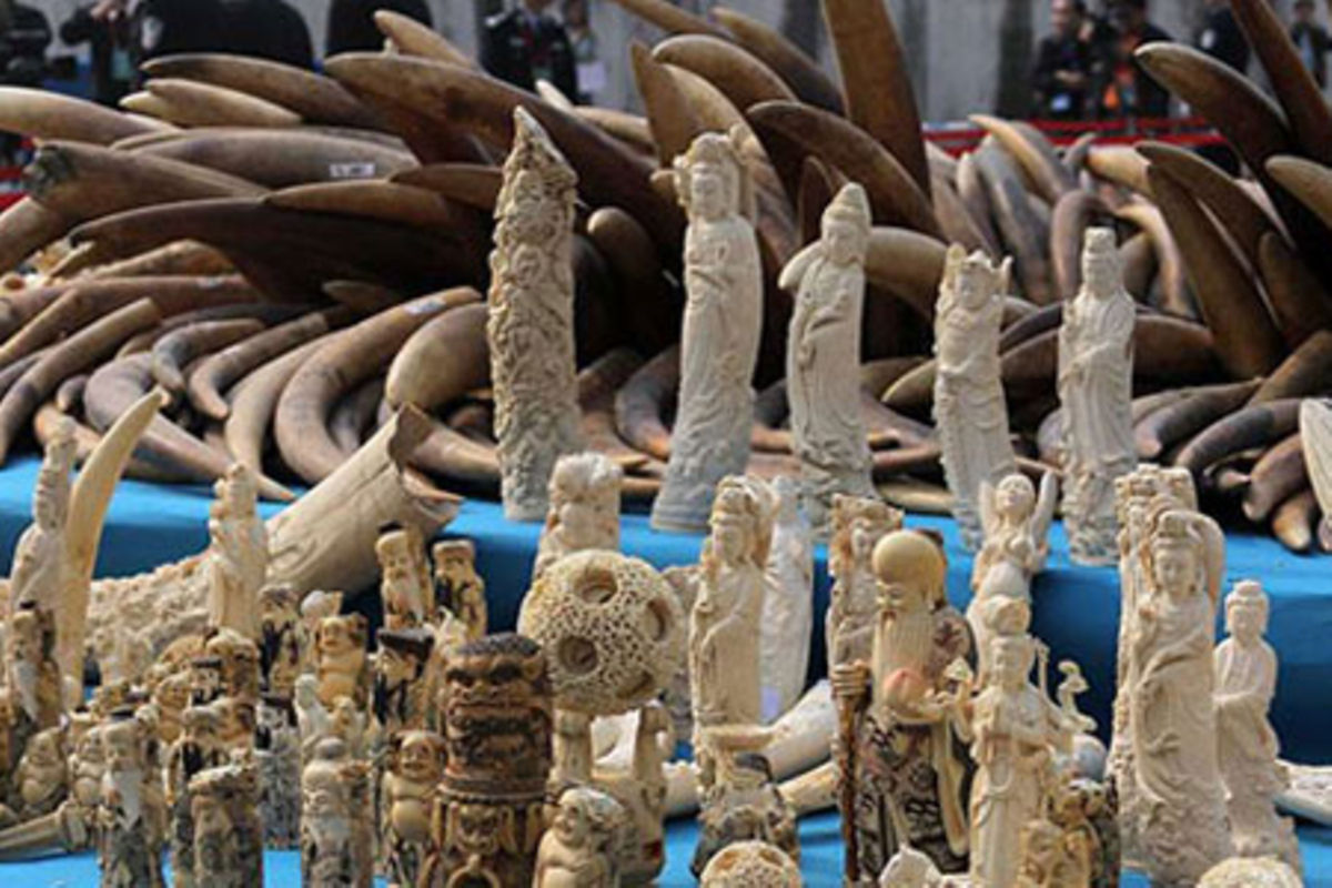 Britain to ban ivory sales | The Citizen