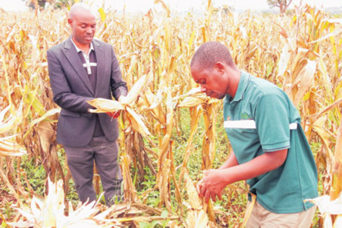 New maize seeds impress farmers as yields improve | The Citizen