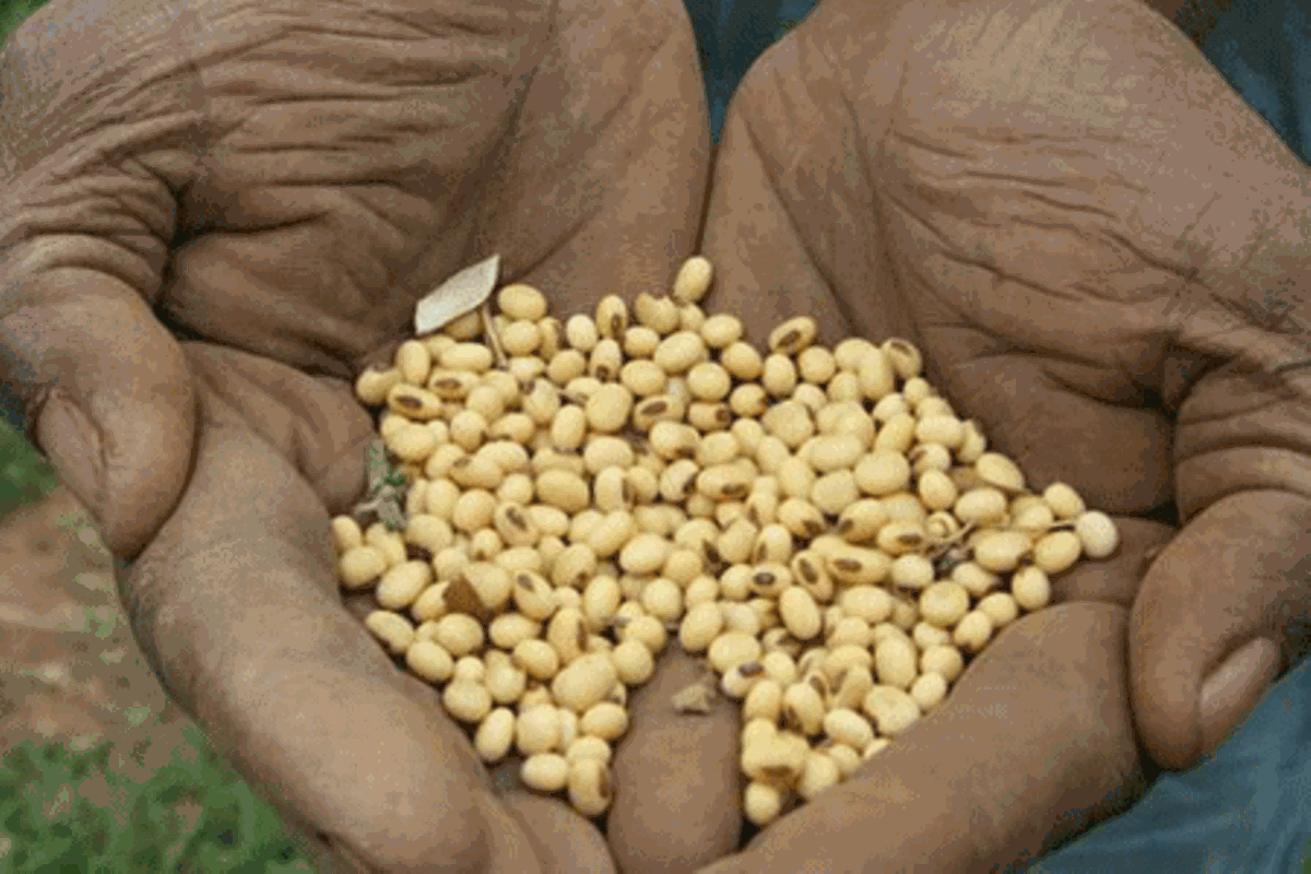Soya demand up locally, internationally | The Citizen