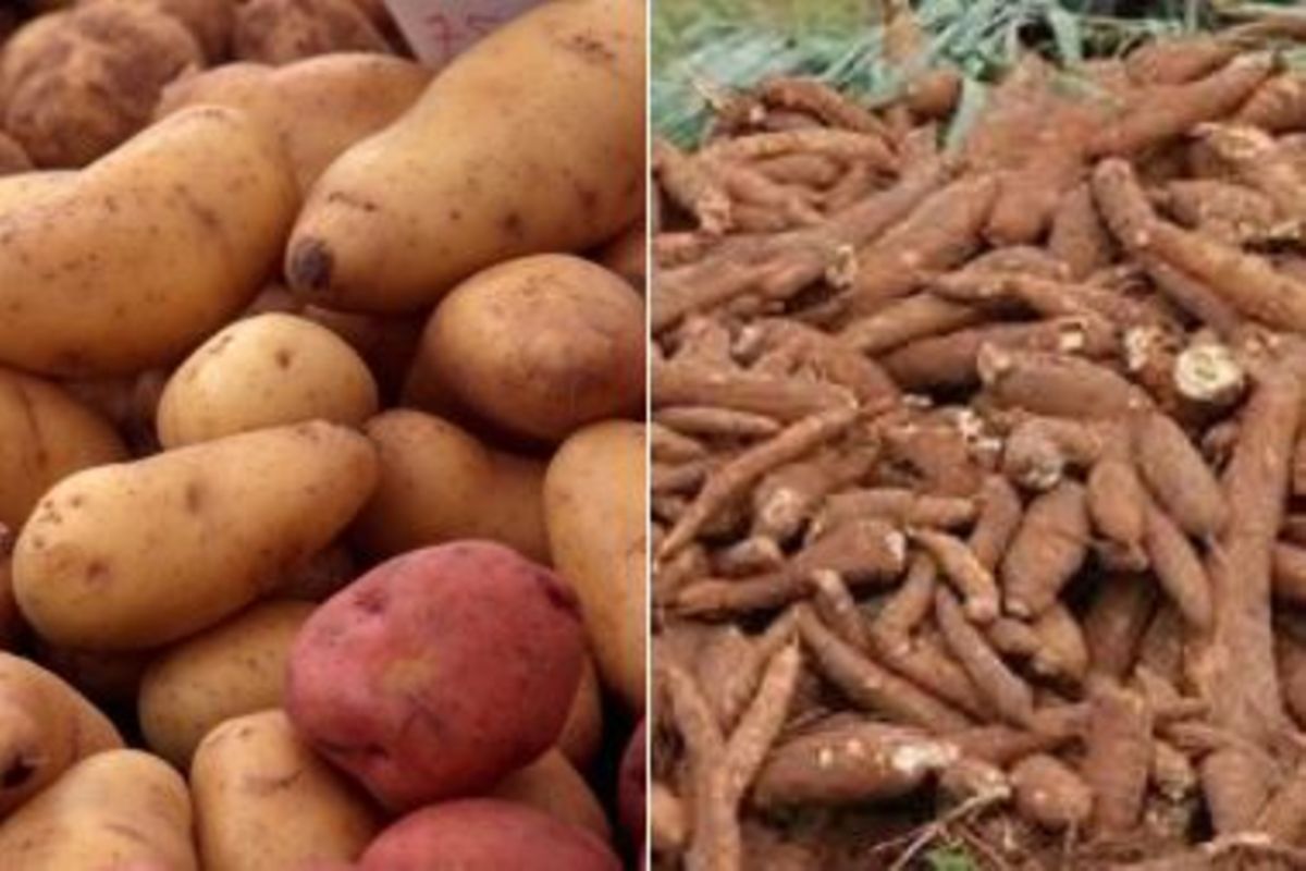 No change recorded in cassava, potato prices | The Citizen