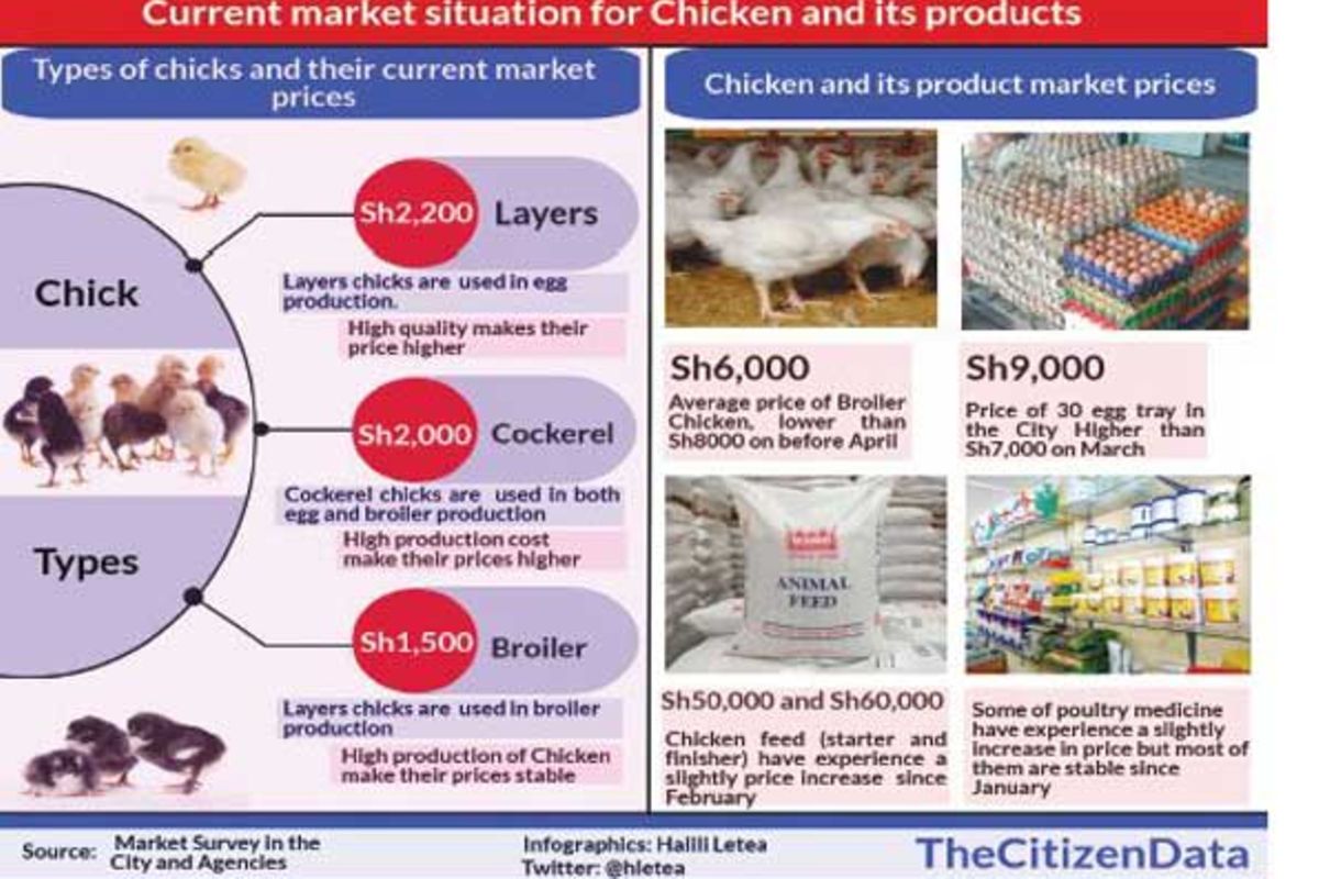 Prices of chicks rise by 66pc as scarcity bites | The Citizen