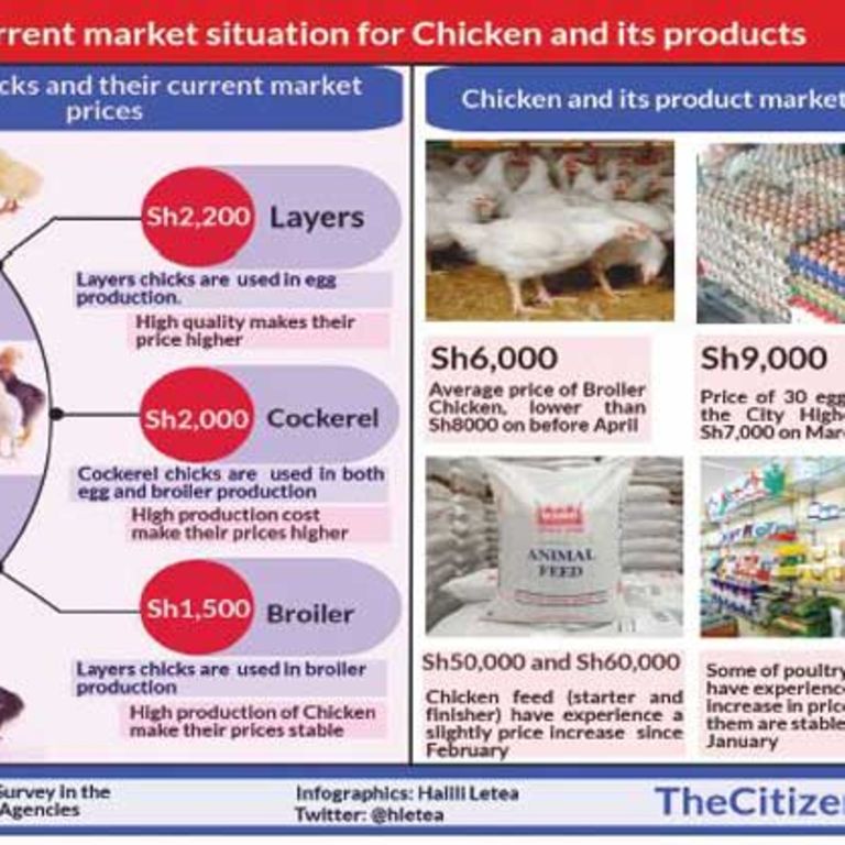Prices of chicks rise by 66pc as scarcity bites - The Citizen