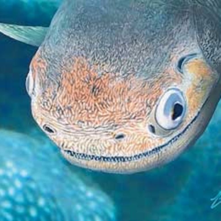 Fossil fish that changes our view of vertebrate evolution - The Citizen