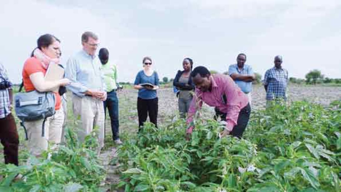 Thousands of sesame farmers benefit from project as yields rise - The ...