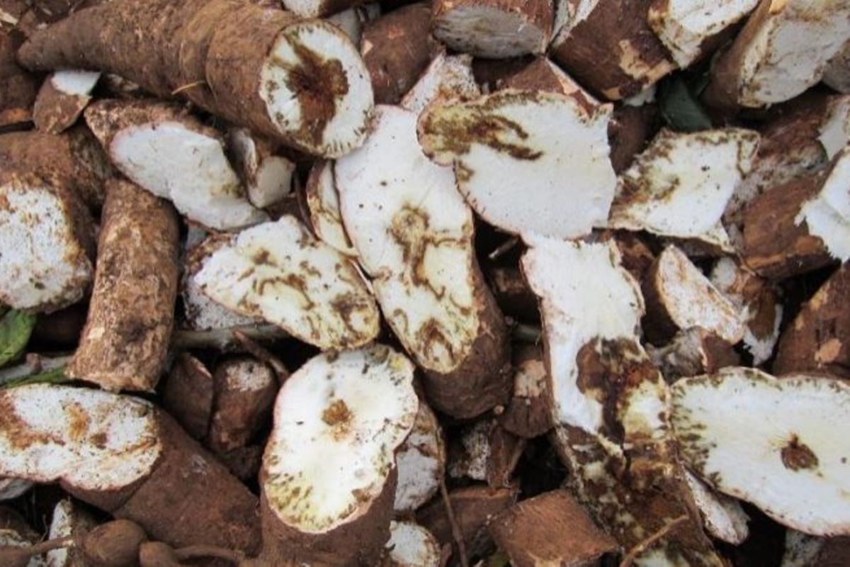 Device to fight cassava diseases launched | The Citizen