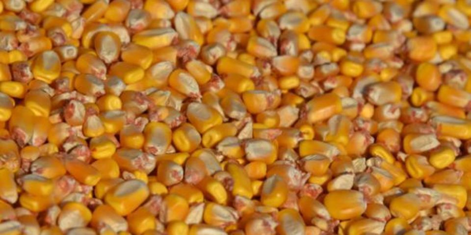 Farmers relief as newest maize variety released | The Citizen