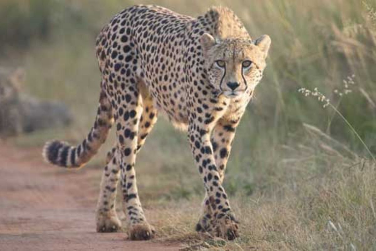 Cheetahs in the Maasai Mara need better protection from tourists | The ...