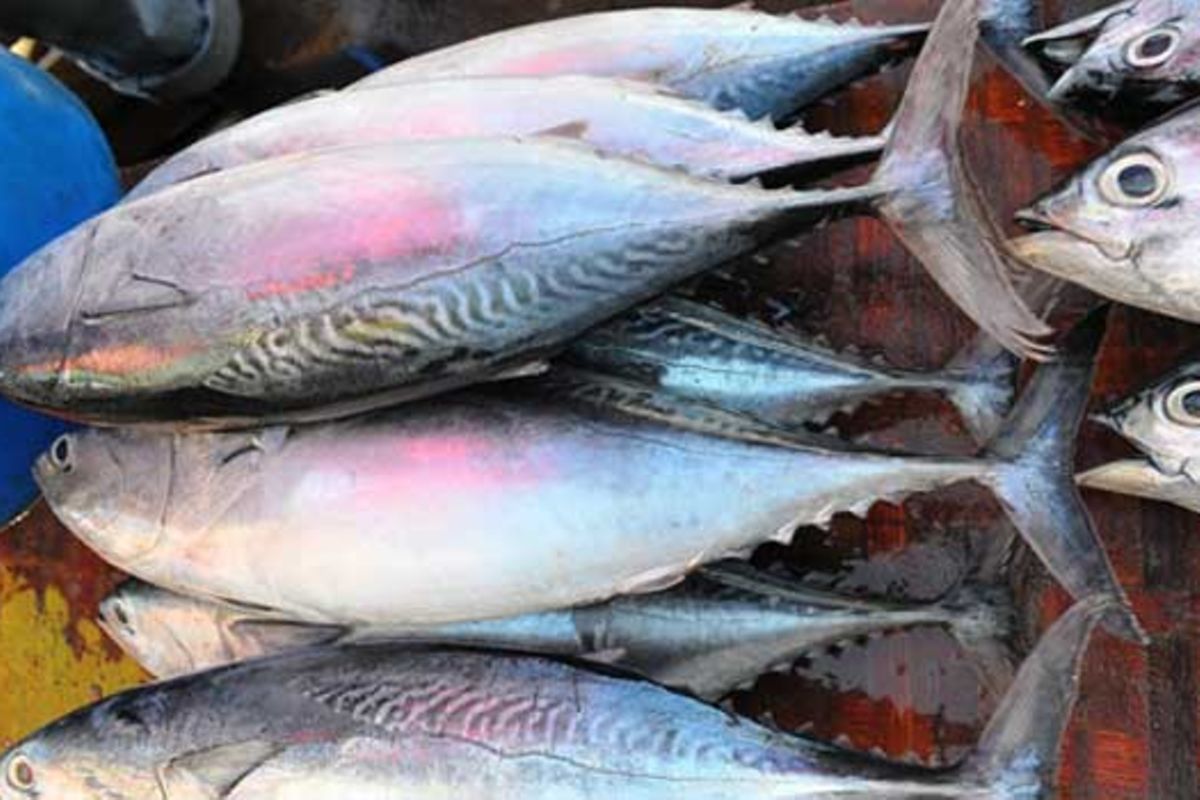 Shortage of fish forces closure of 8 factories | The Citizen