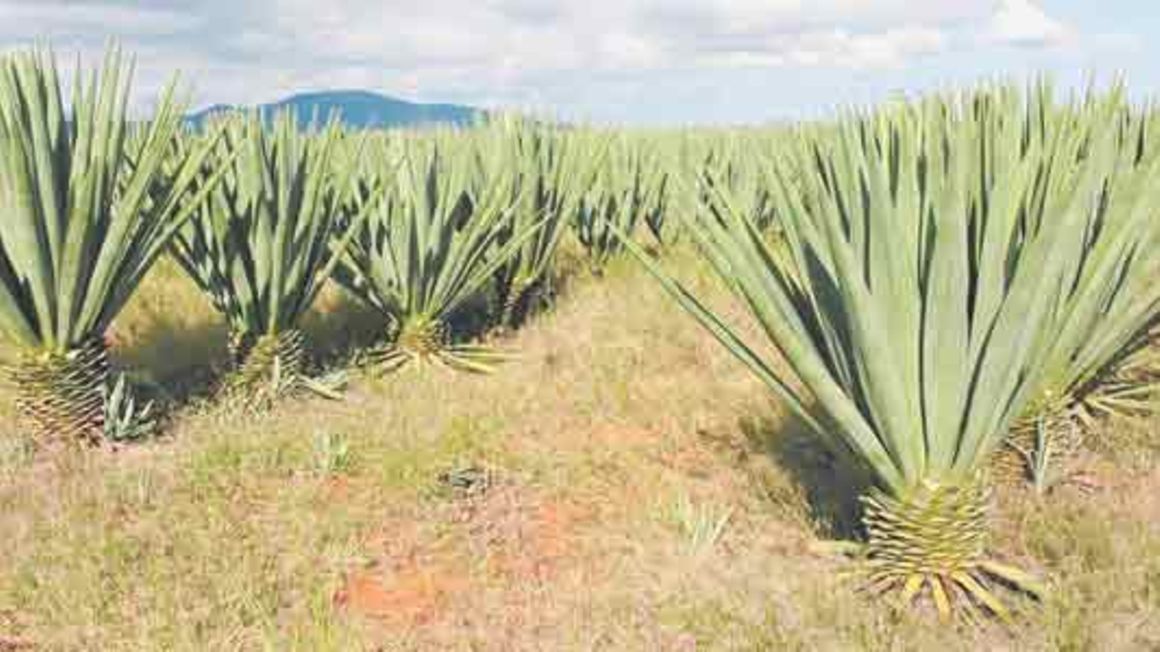 Earnings from sisal go down as prices in world market fall - The Citizen