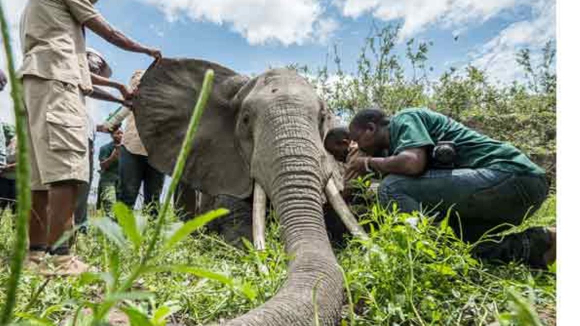 Tanzania collaring 13 elephants in 10 days as part of anti-poaching ...