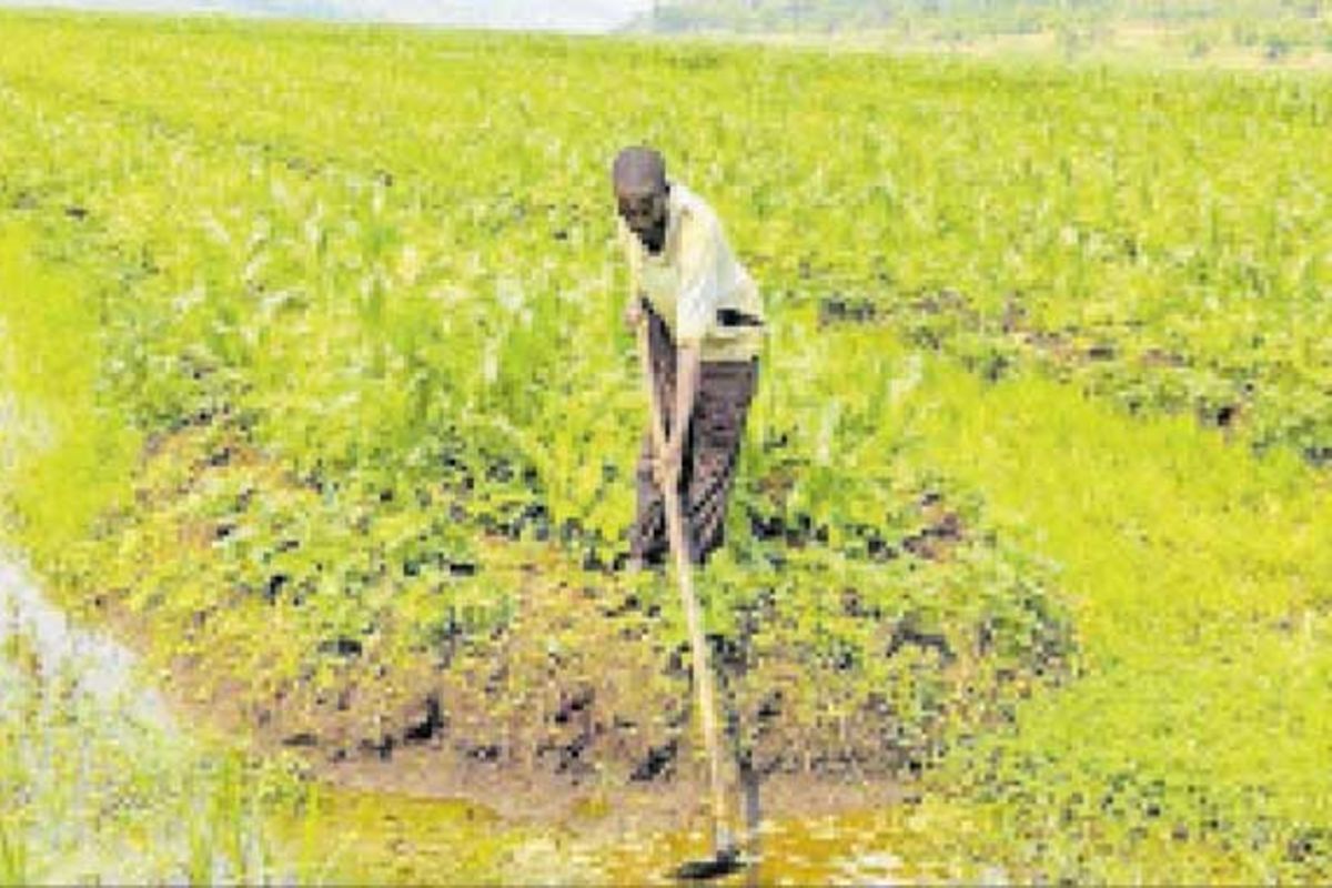 Well-organised saccos revolutionise Rwanda farming | The Citizen