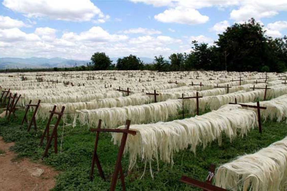 Sisal production at Korogwe estates to resume | The Citizen