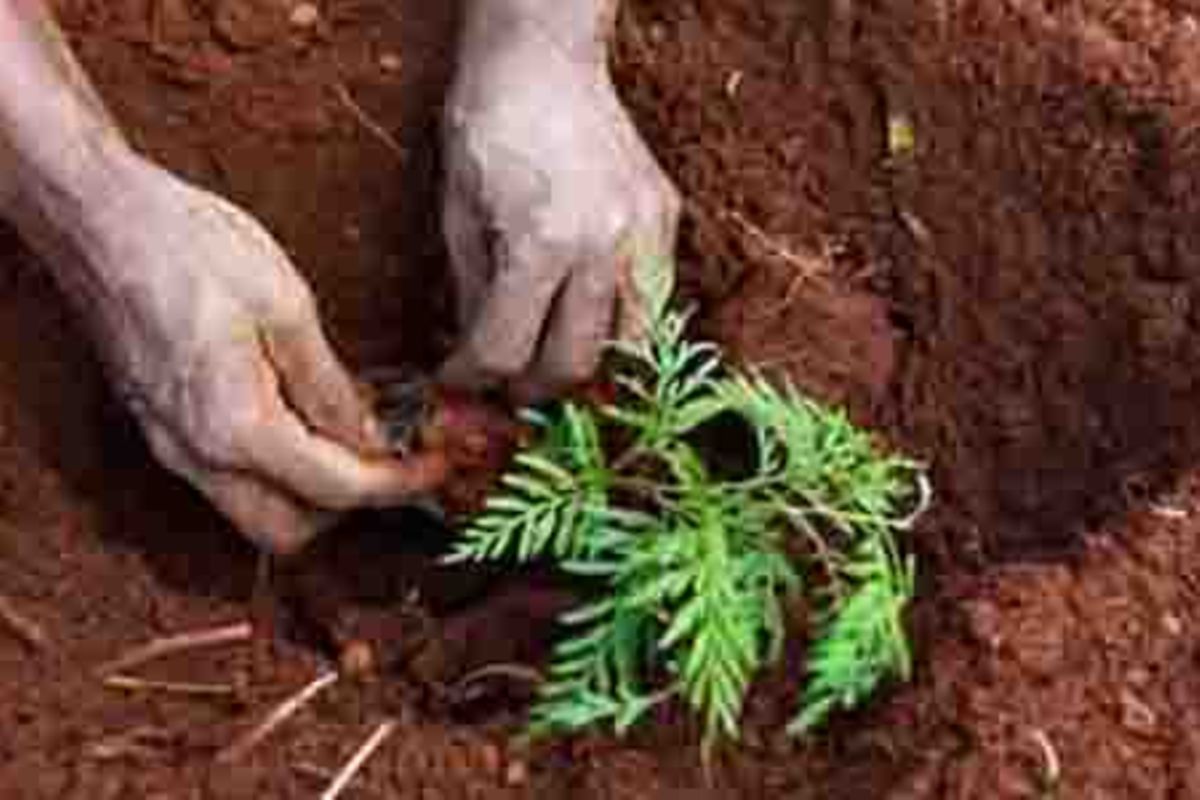 Mwanza residents in tree-planting campaign to protect habitats | The ...