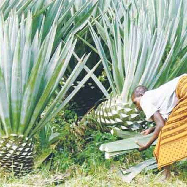 New sisal farming strategy to focus on smallholders | The Citizen