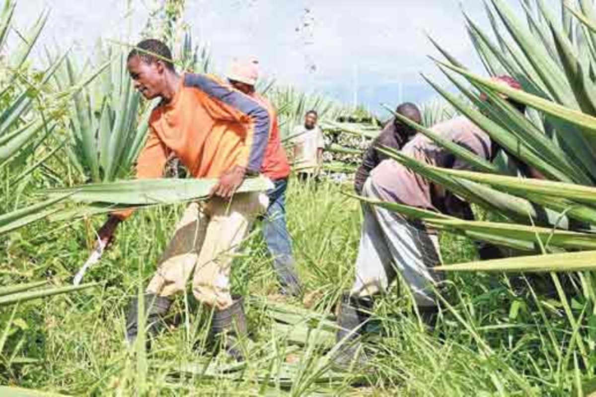 Sisal prices continue to fall | The Citizen