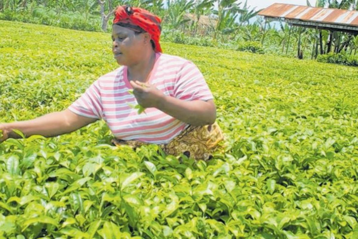 Global tea prices decline | The Citizen