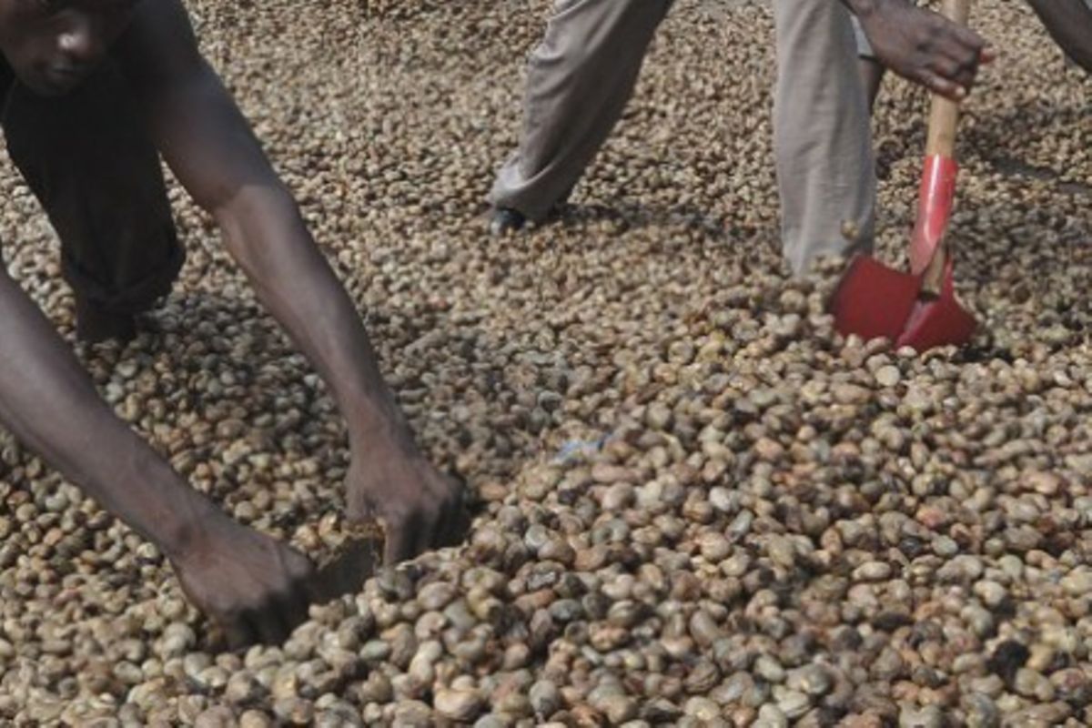 Government pledges Sh4 billion daily to cashew farmers | The Citizen