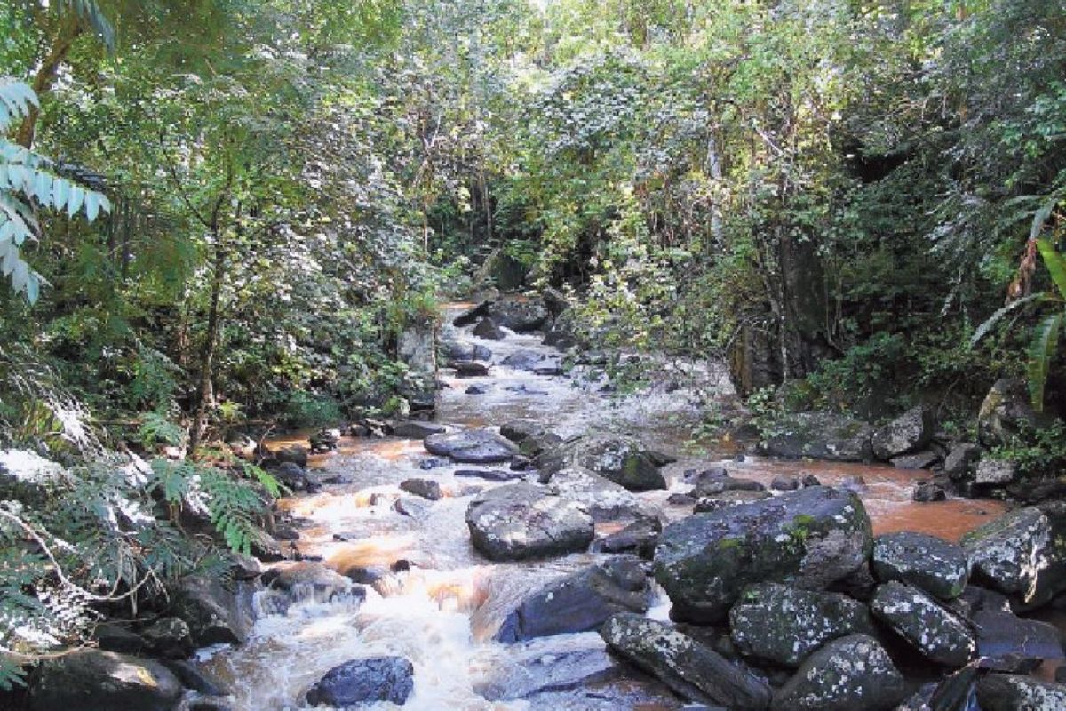 New tech saves trees | The Citizen