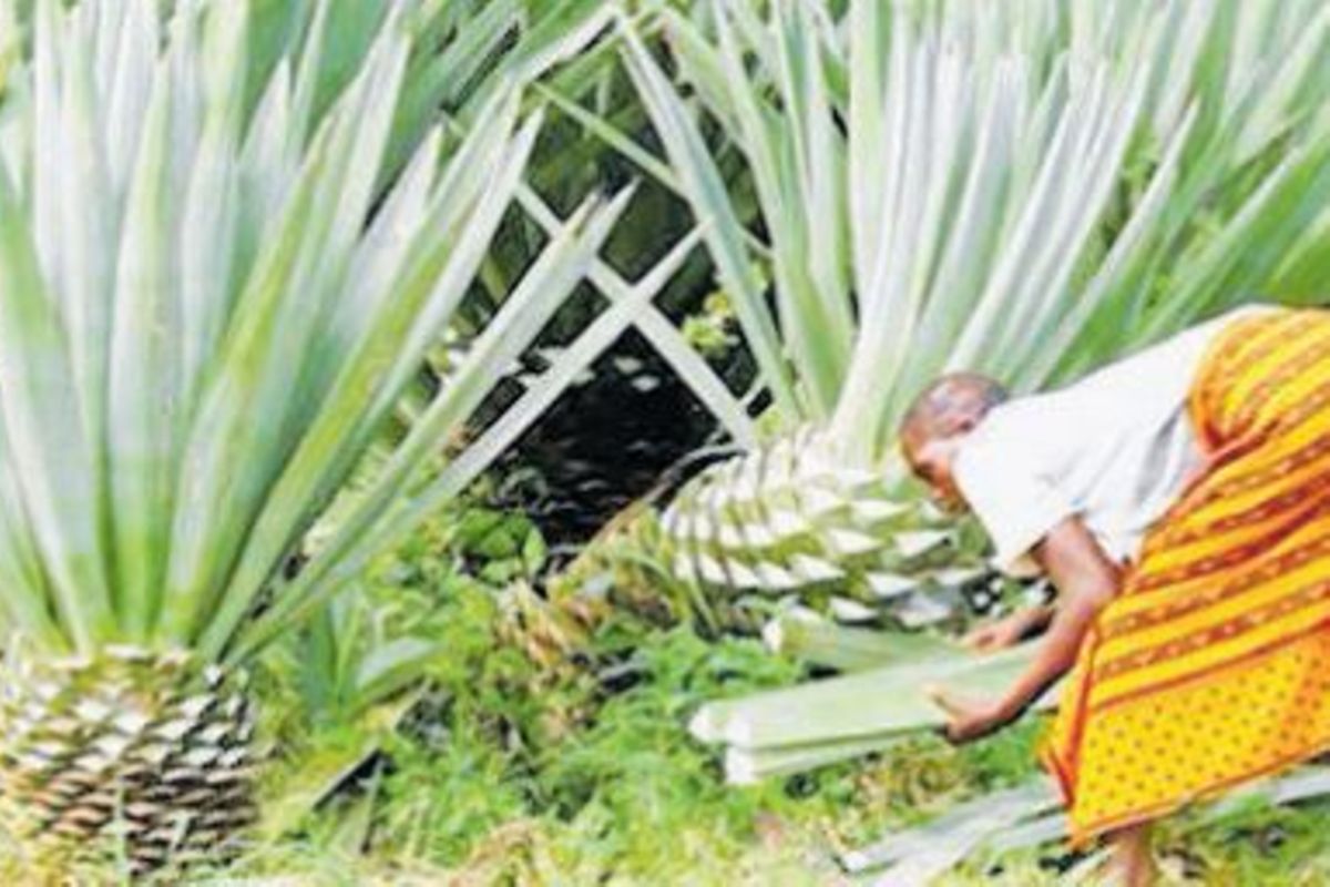 Tanzania: Annual earnings from sisal exports increase by $1.8 m | The ...