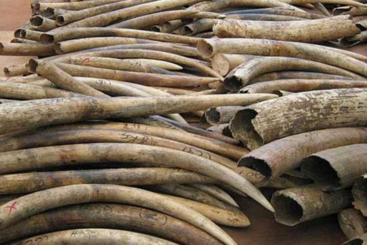 Thirty leading poachers held in crackdown | The Citizen