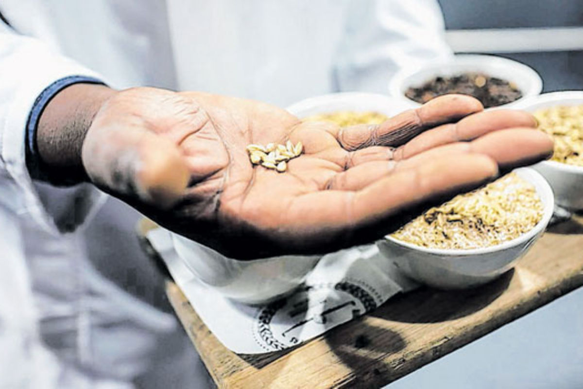 How Africa should tackle hunger | The Citizen