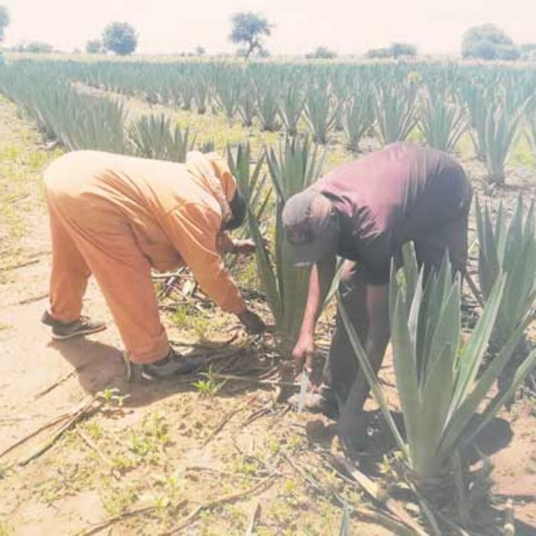 Villagers benefit from sisal farming - The Citizen