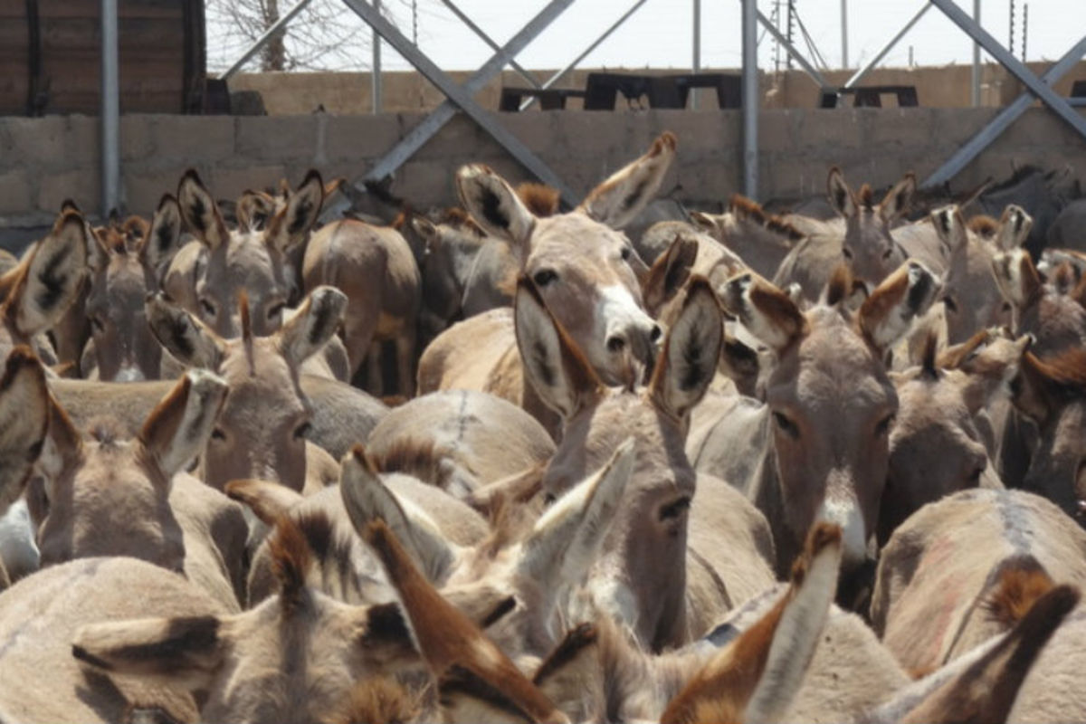 China’s huge appetite for donkey hide wiping out beast of burden | The ...