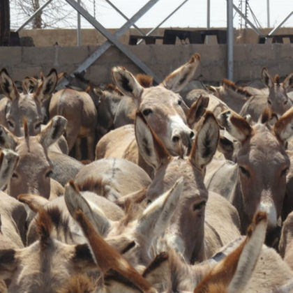 Trade in donkey skins still unpopular in East Africa | The Citizen