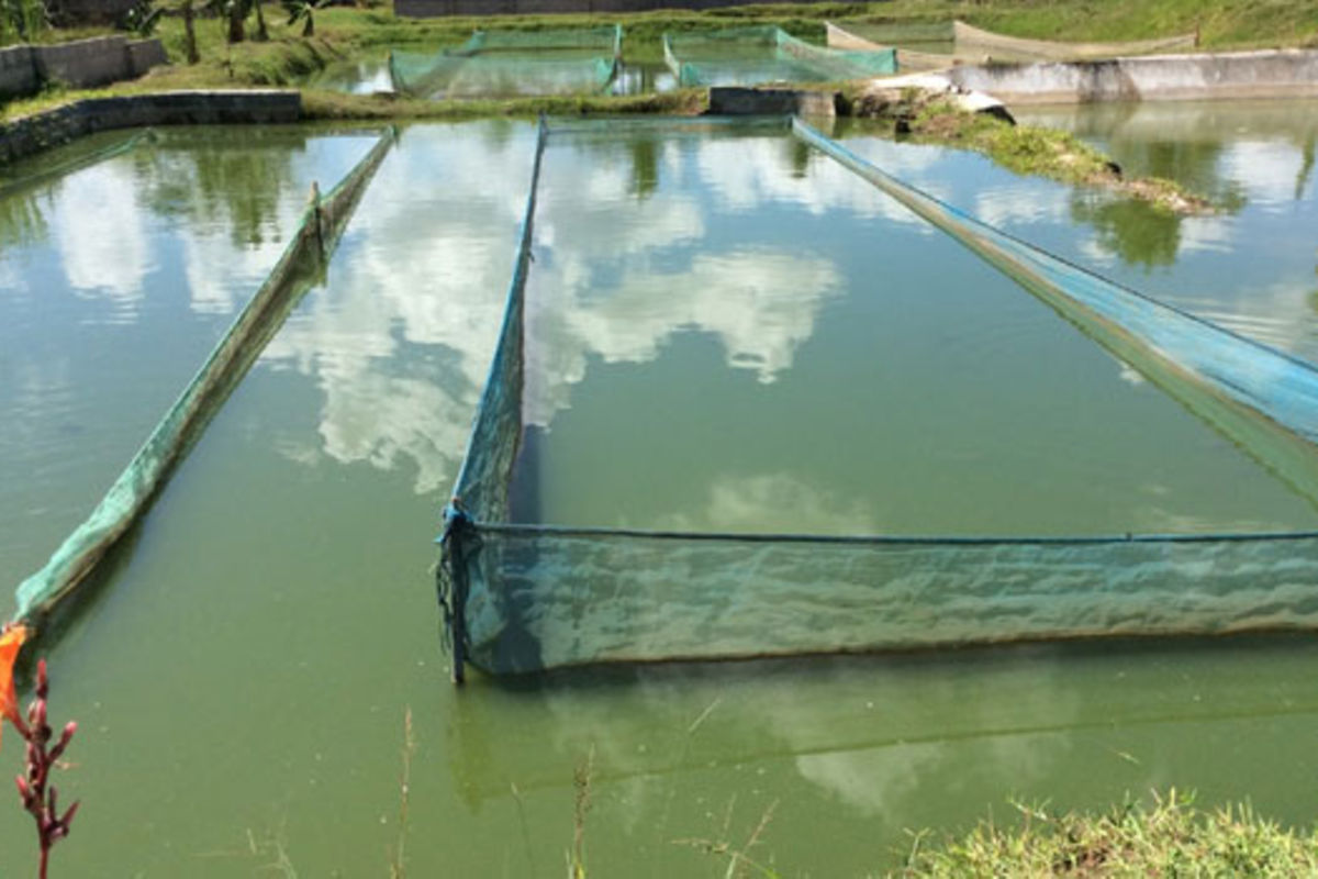 New online platform introduced to promote fish farming | The Citizen