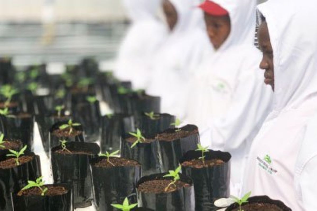 Uganda Gov’t seals deal to export marijuana to Canada | The Citizen